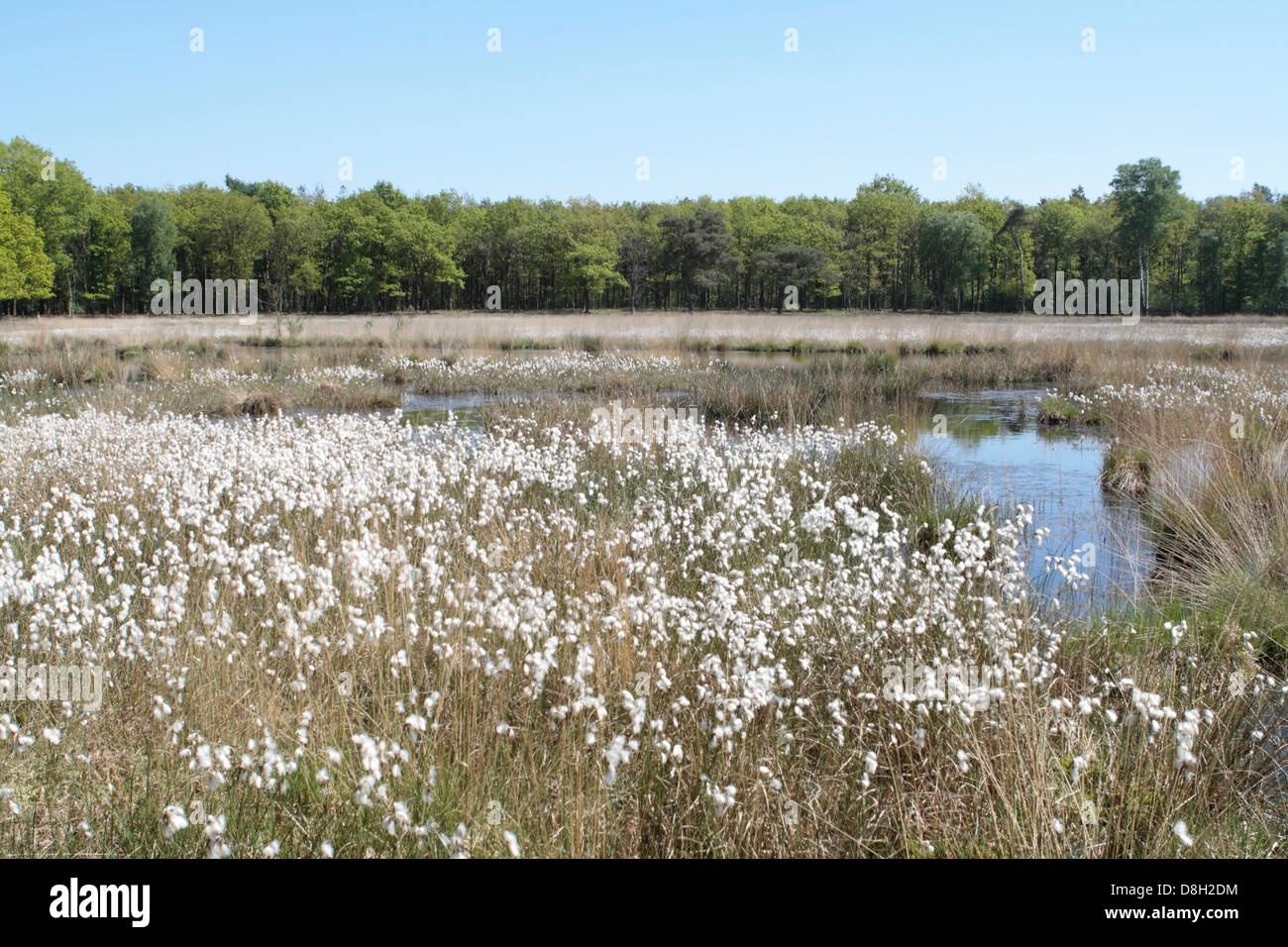 Cyperaceae , Netherlands Stock Photo - Alamy