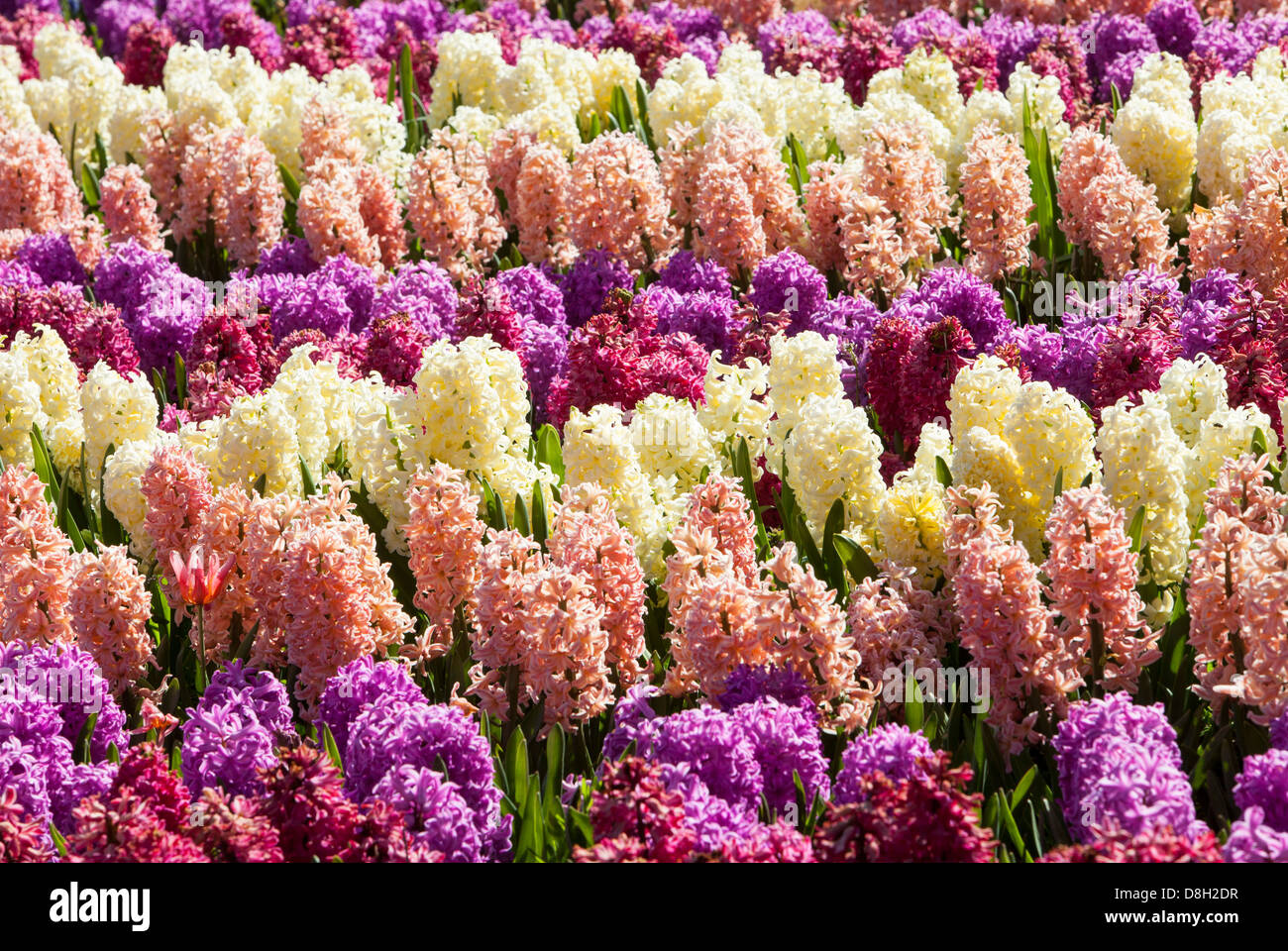 A Hyacinth display at Keukenhof gardens, the most famous Spring garden ...