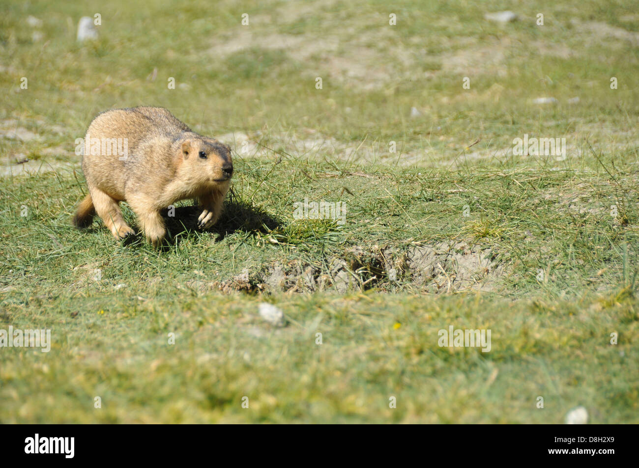 Himalayan marmot or Tibetan snow pig, Marmota himalayana Photographed ...