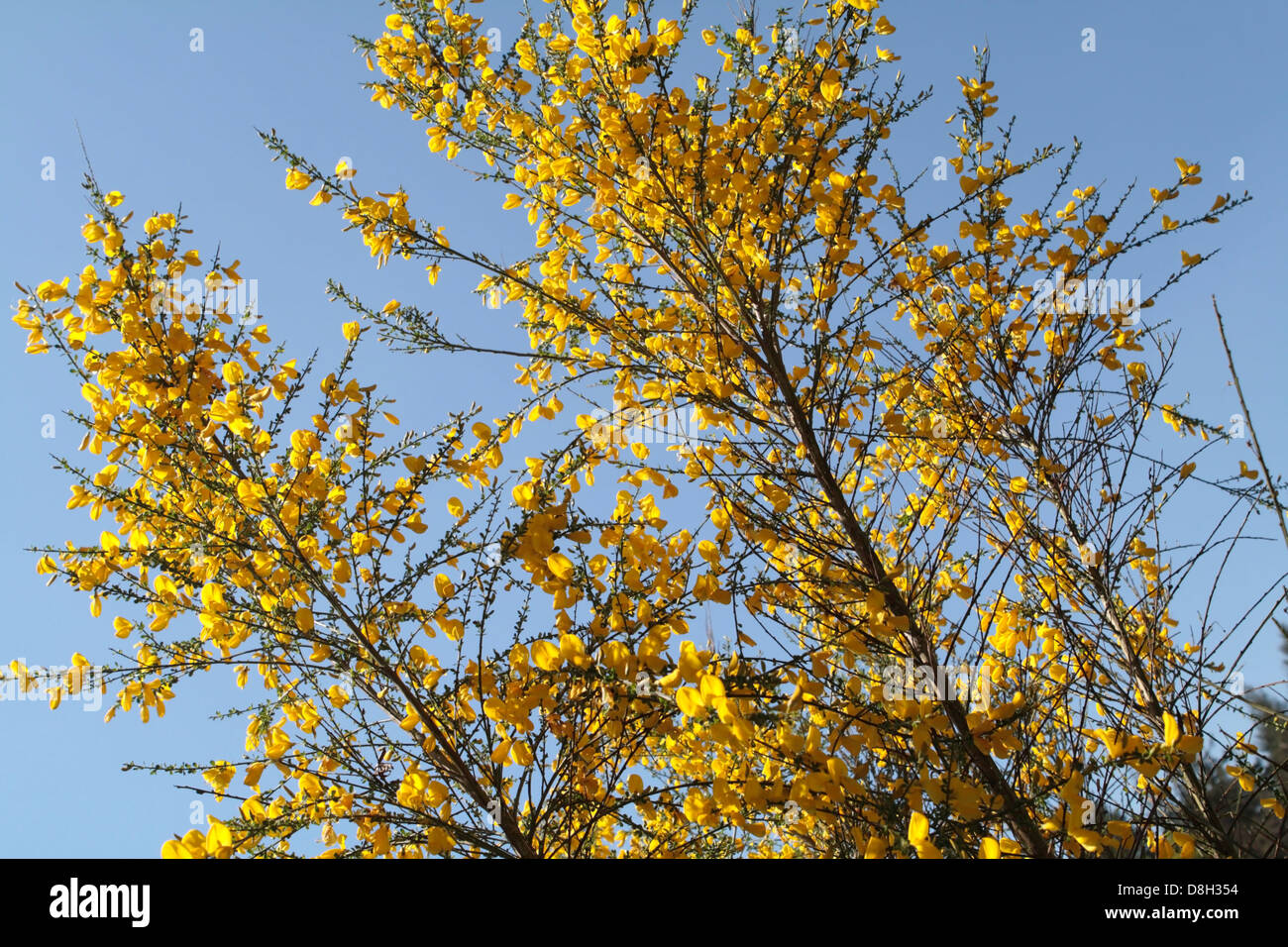 Yellow broom hi-res stock photography and images - Alamy
