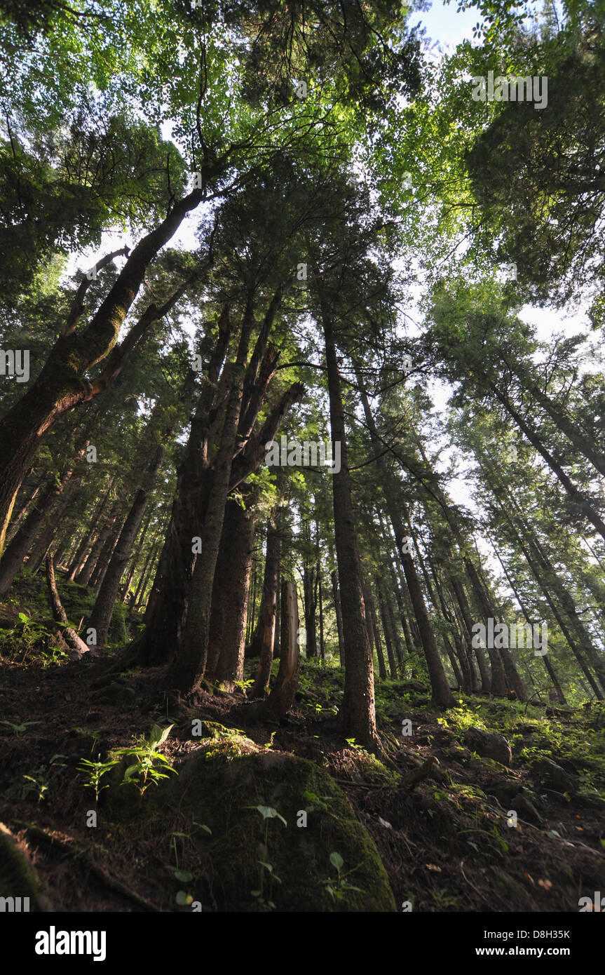 Rajasthan trees hi-res stock photography and images - Alamy