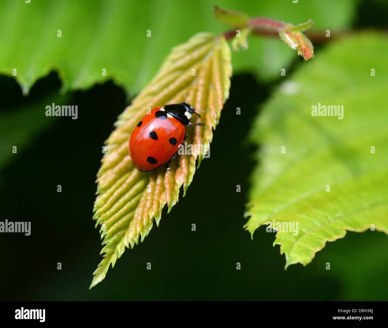 A ladybug sits on a leaf in Dresden, Germany, 29 May 2013. Photo ...