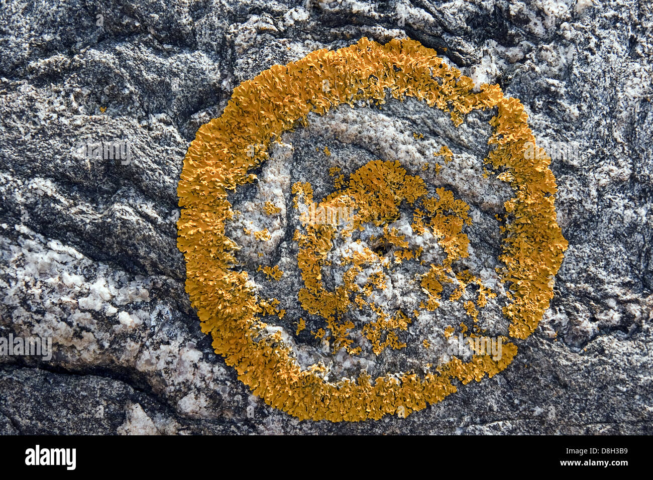 Lichen (Botany) on a stone Stock Photo - Alamy
