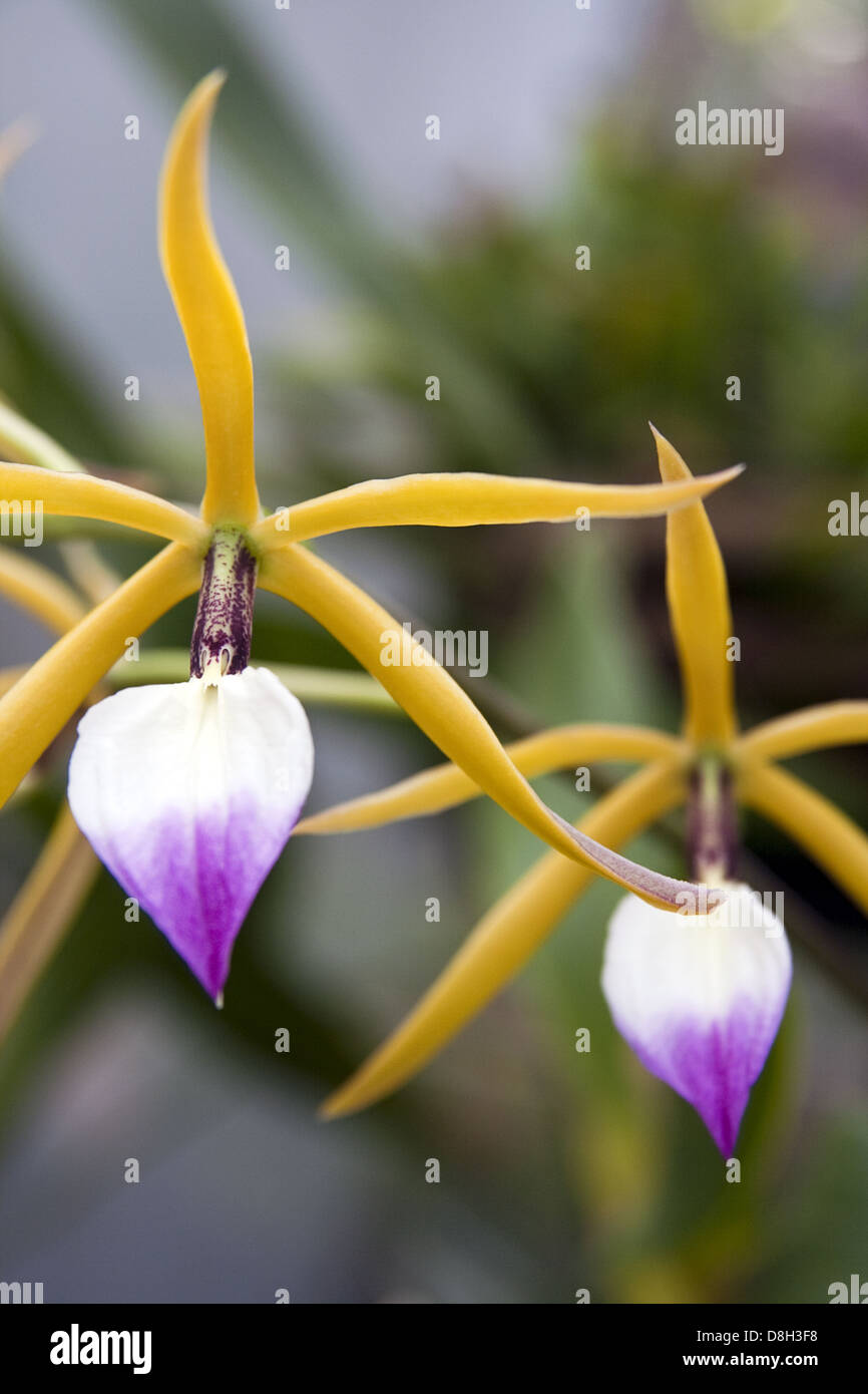 Exotic ecosystem hi-res stock photography and images - Alamy