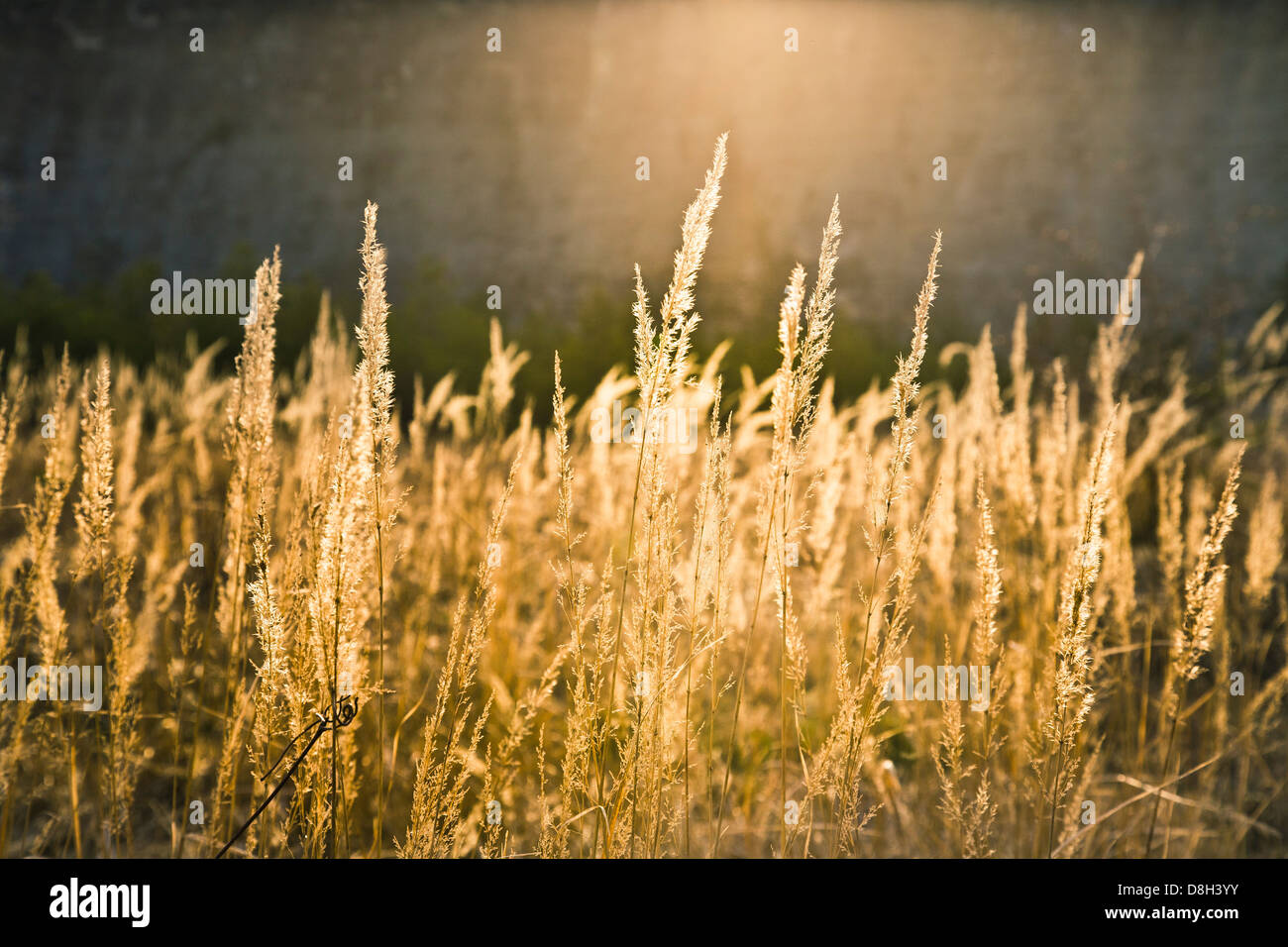 Blades of grass in the backlight Stock Photo - Alamy