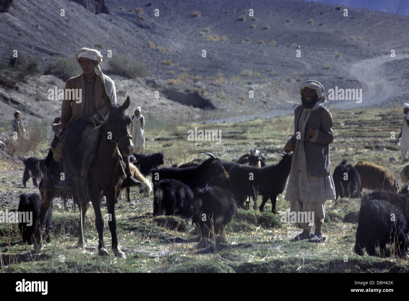 Nomadic men with horse and cattle Stock Photo - Alamy