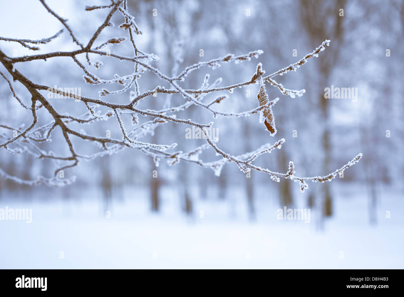 Frozen twigs in winter Stock Photo - Alamy