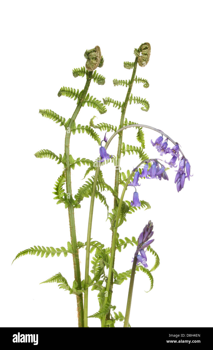 Bluebells flowers and fern fronds isolated against white Stock Photo ...