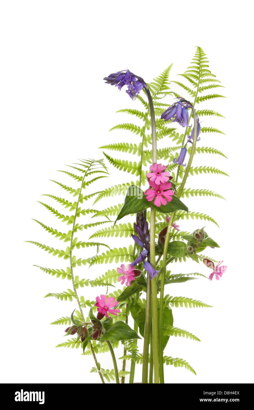 Fern flowers wild hi-res stock photography and images - Alamy