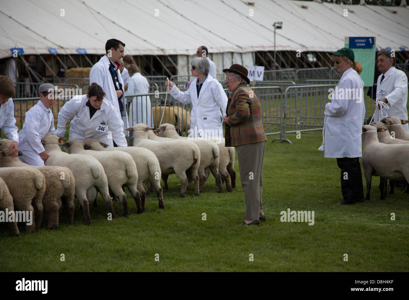 Shepton Mallet, Somerset, UK. May 28th, 2013. Sheep compeition. This ...