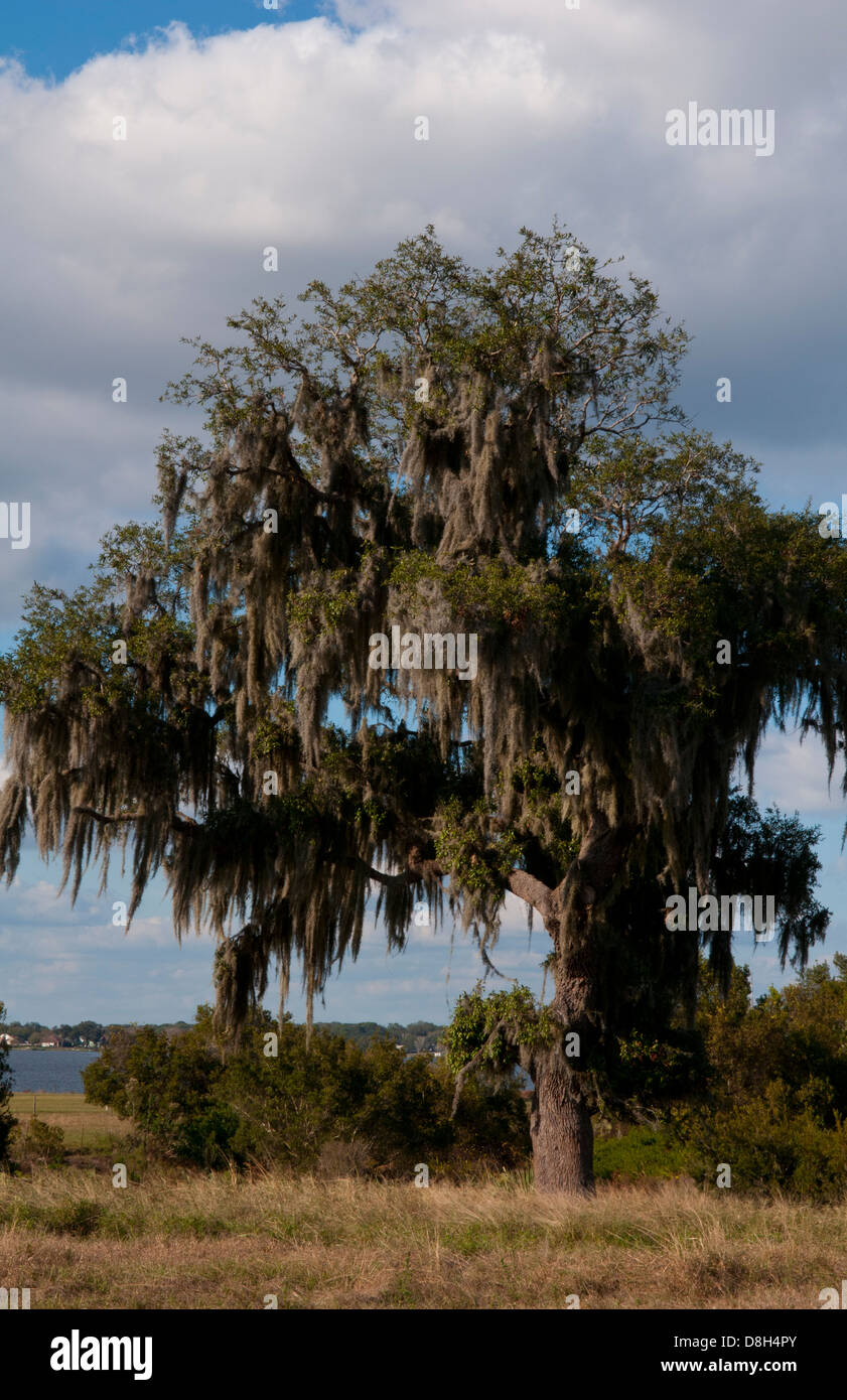 Old aok tree with Spanish Moss hanging from branches in Florida called ...
