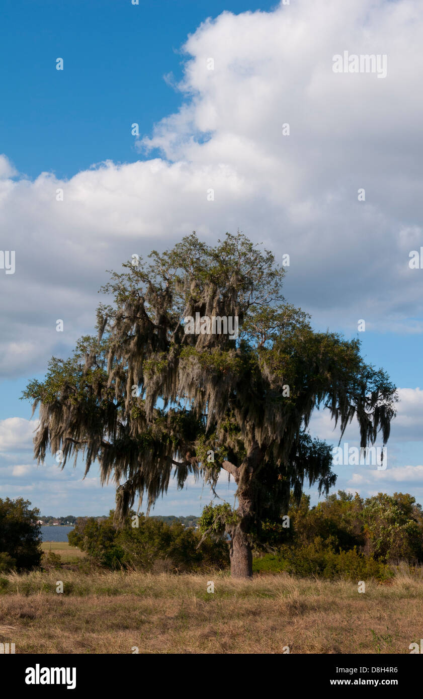 Old aok tree with Spanish Moss hanging from branches in Florida called ...