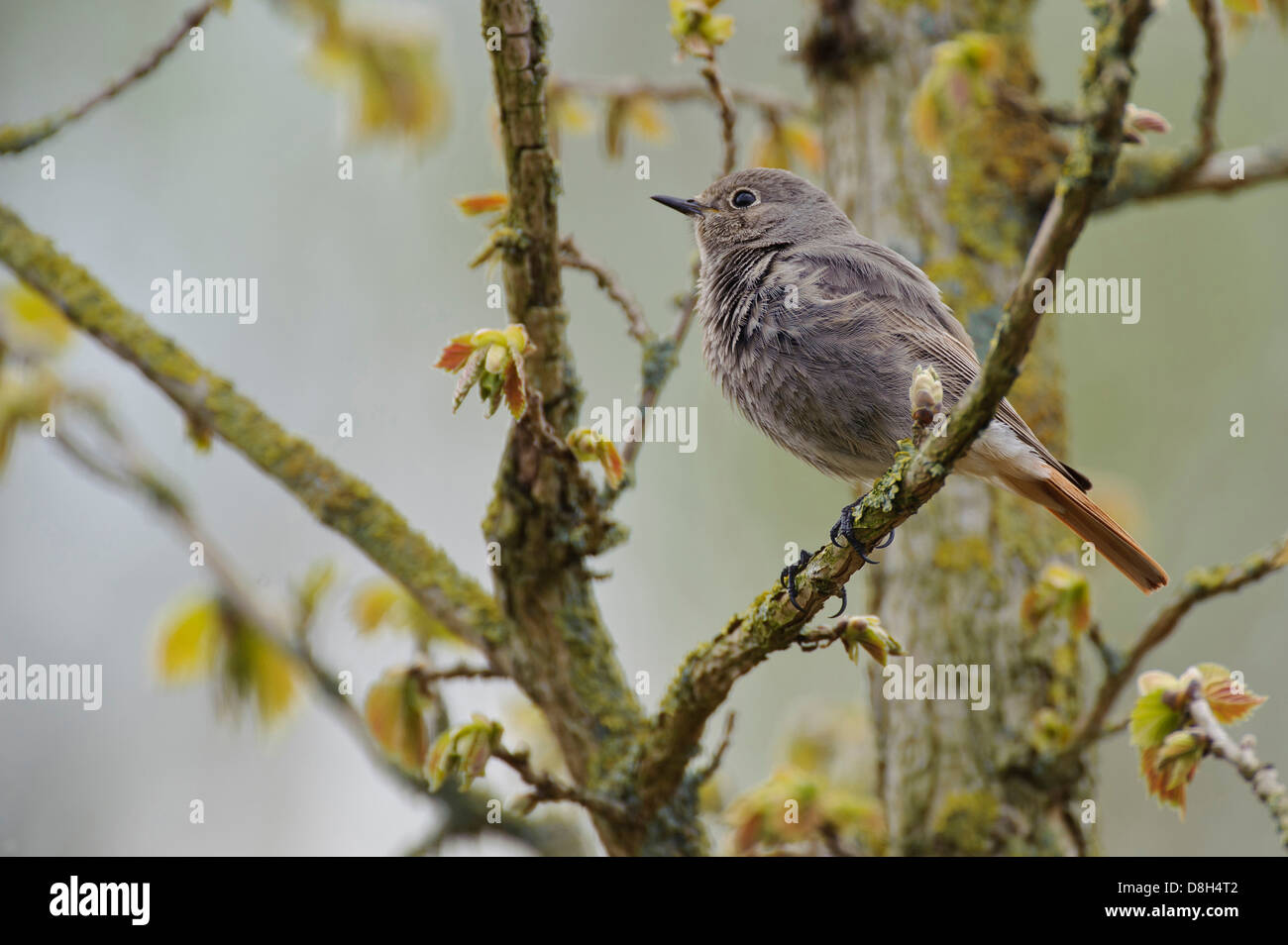 black redstart, phoenicurus ochruros, germany Stock Photo - Alamy