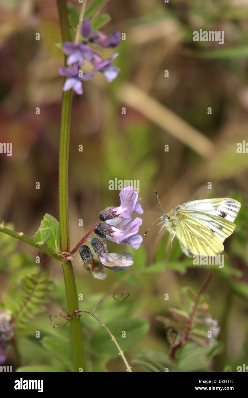 Butterfly abdomen hi-res stock photography and images - Alamy