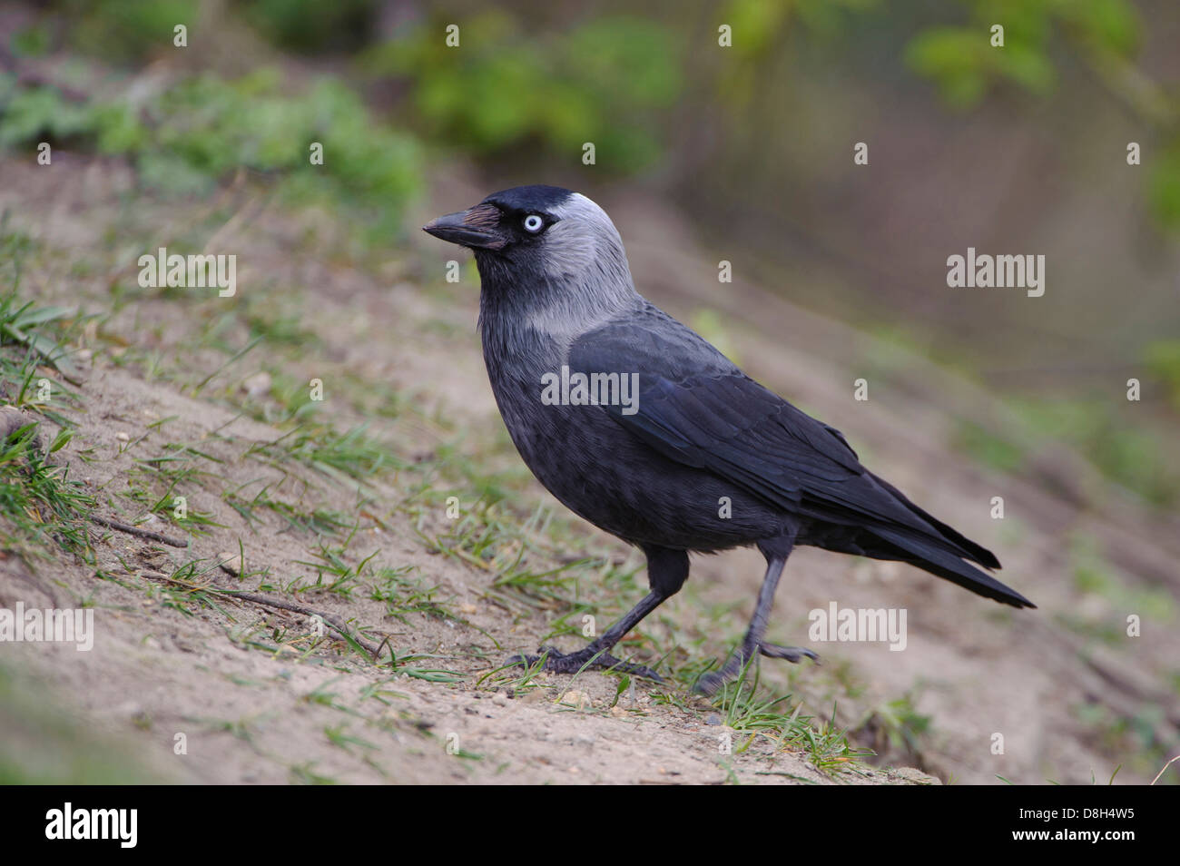 Coloeus monedula hi-res stock photography and images - Alamy