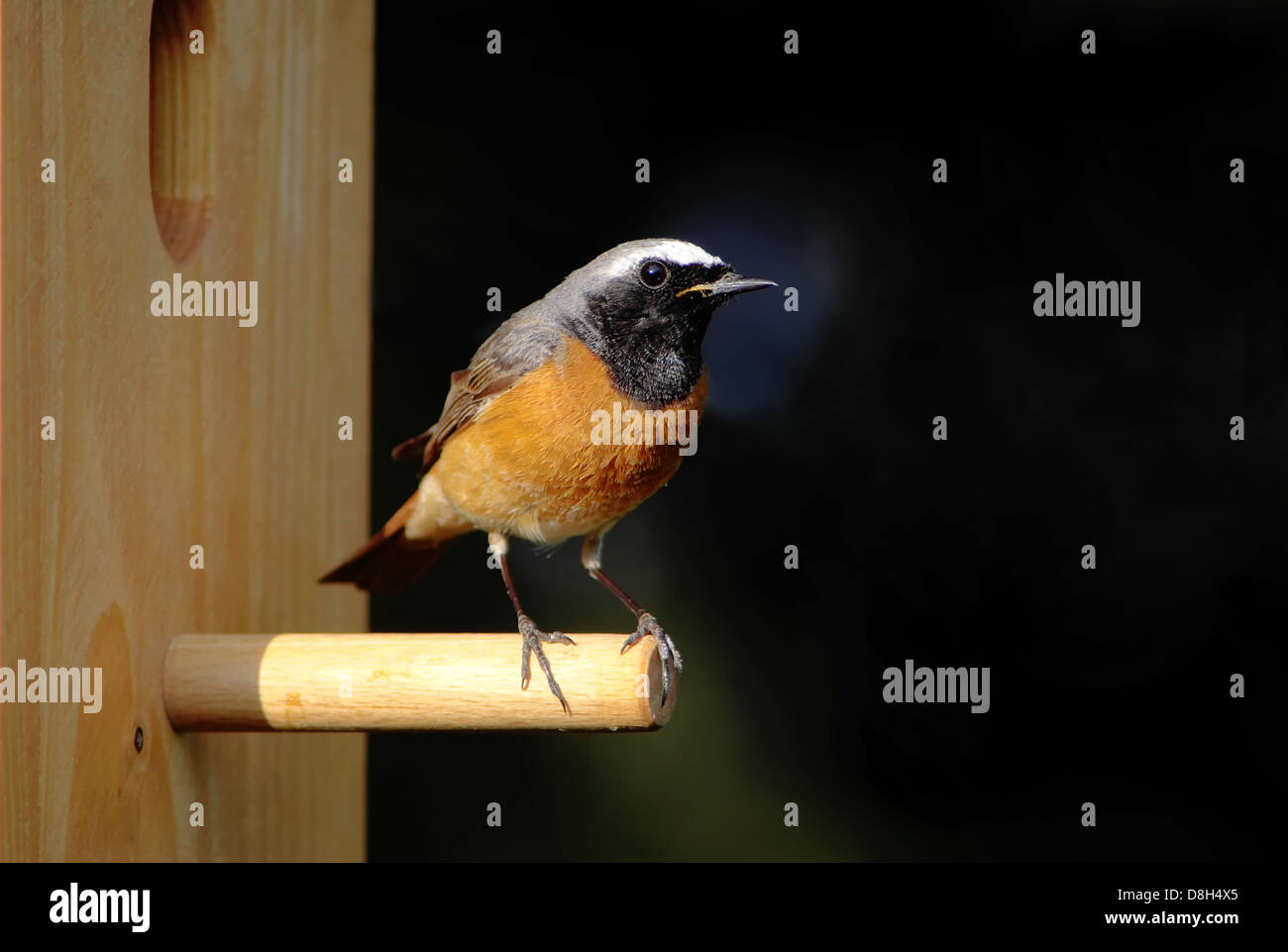 Redstart nest box hi-res stock photography and images - Alamy