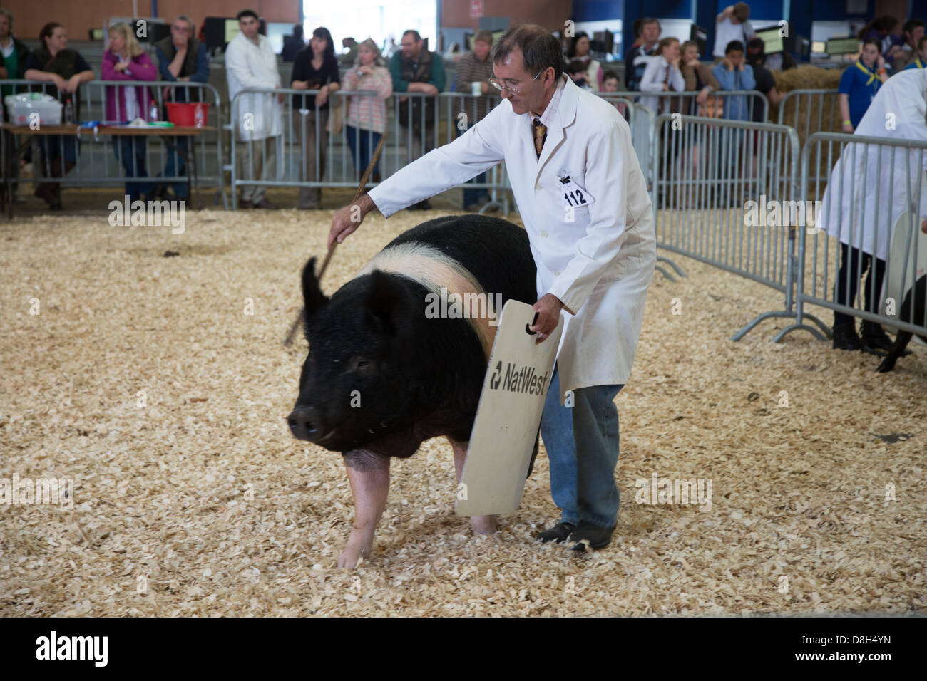 Shepton Mallet, Somerset, UK. May 28th, 2013. Hampshire pigs. Judge ...