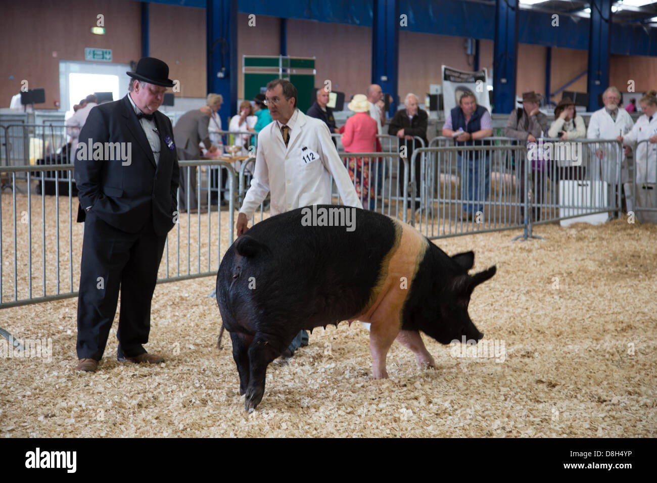 Shepton Mallet, Somerset, UK. May 28th, 2013. Hampshire pigs. Judge ...
