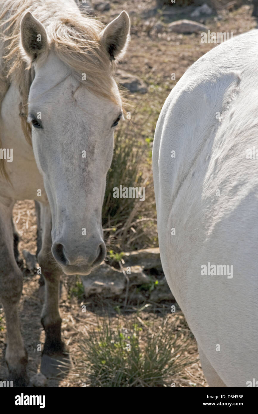 Cheval camargue hi-res stock photography and images - Alamy