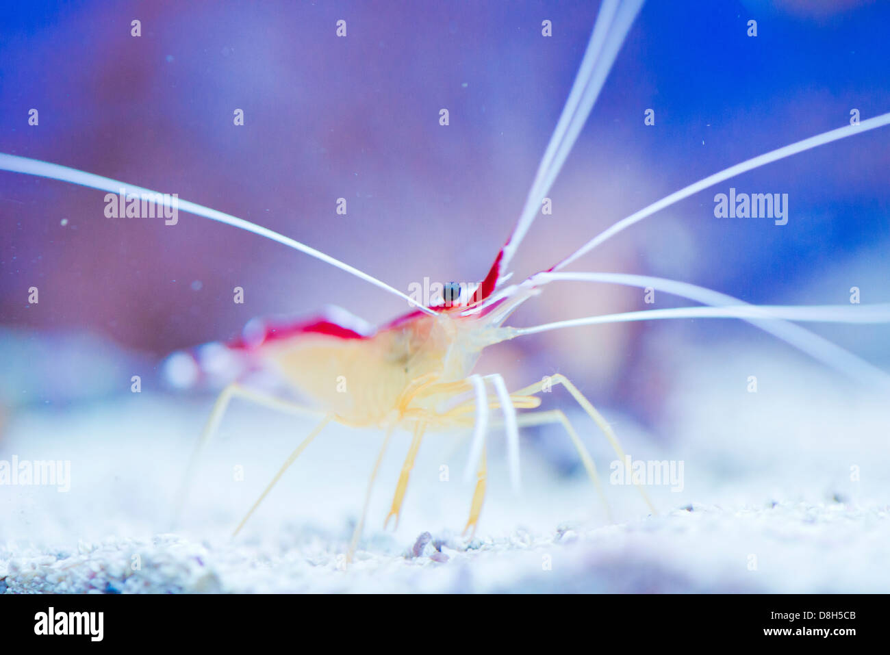 Cleaning shrimp lysmata amboinensis hi-res stock photography and images ...