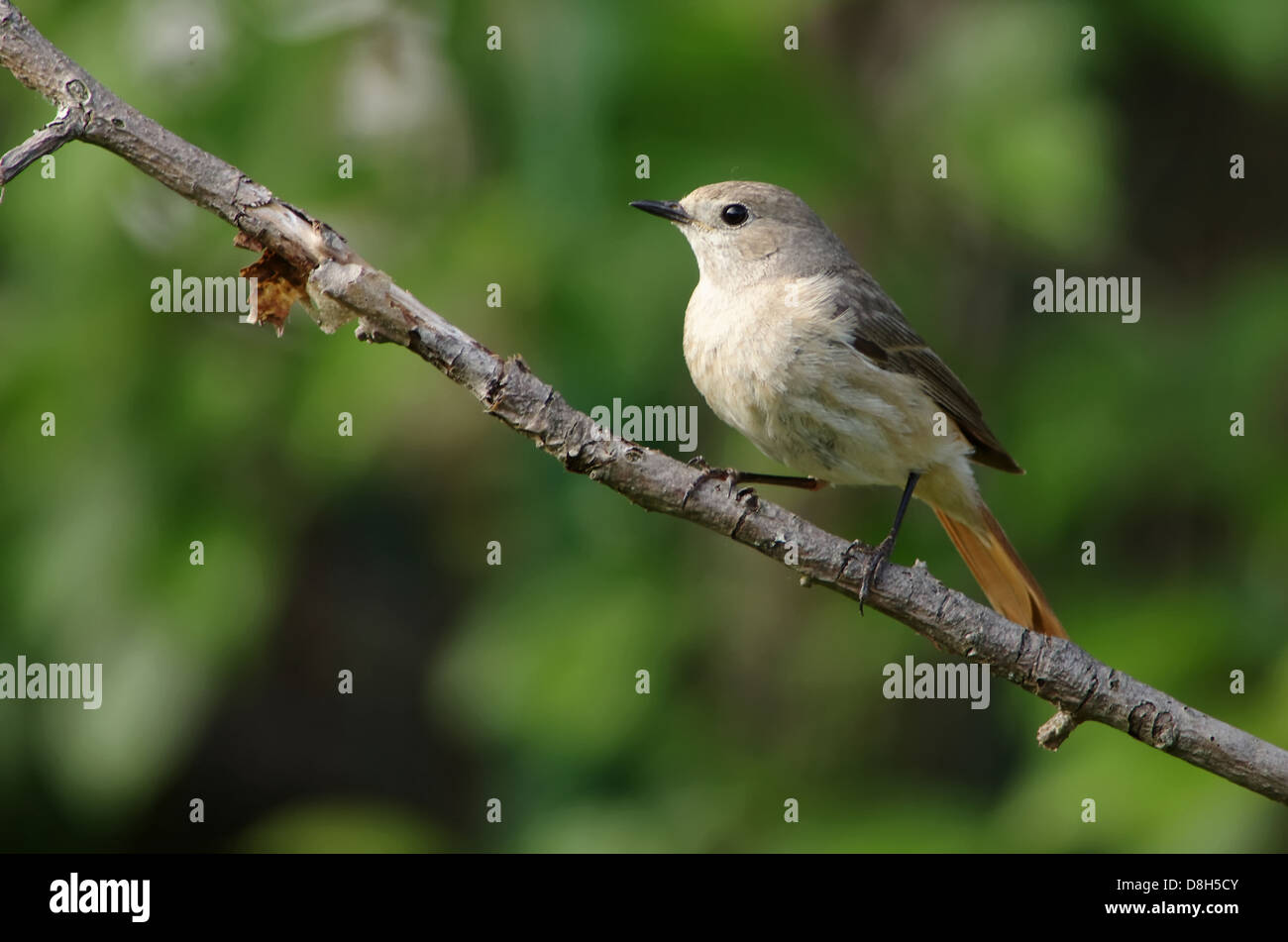Redstart nest box hi-res stock photography and images - Alamy