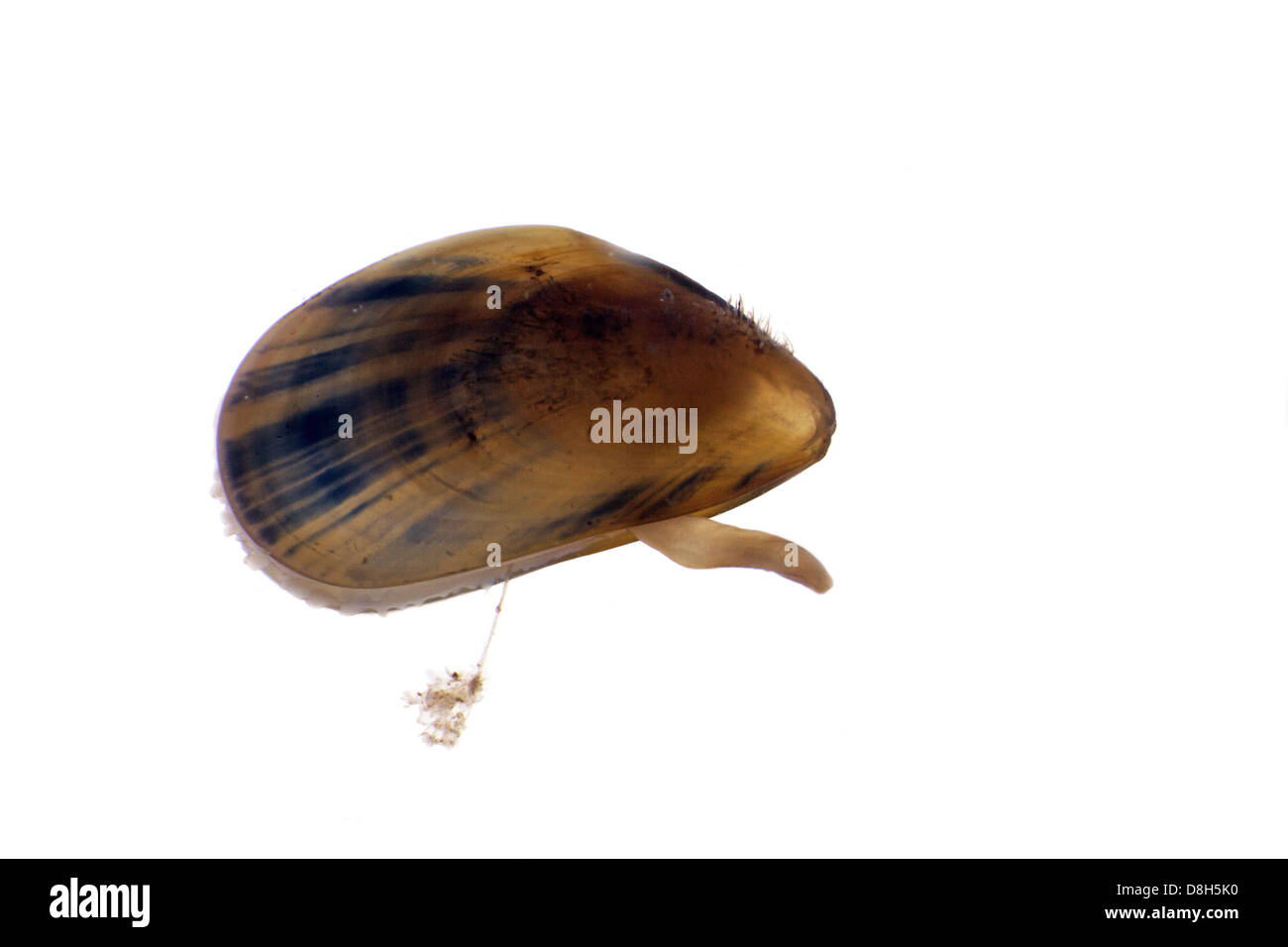 Annuals, live mussel under the microscope Stock Photo - Alamy
