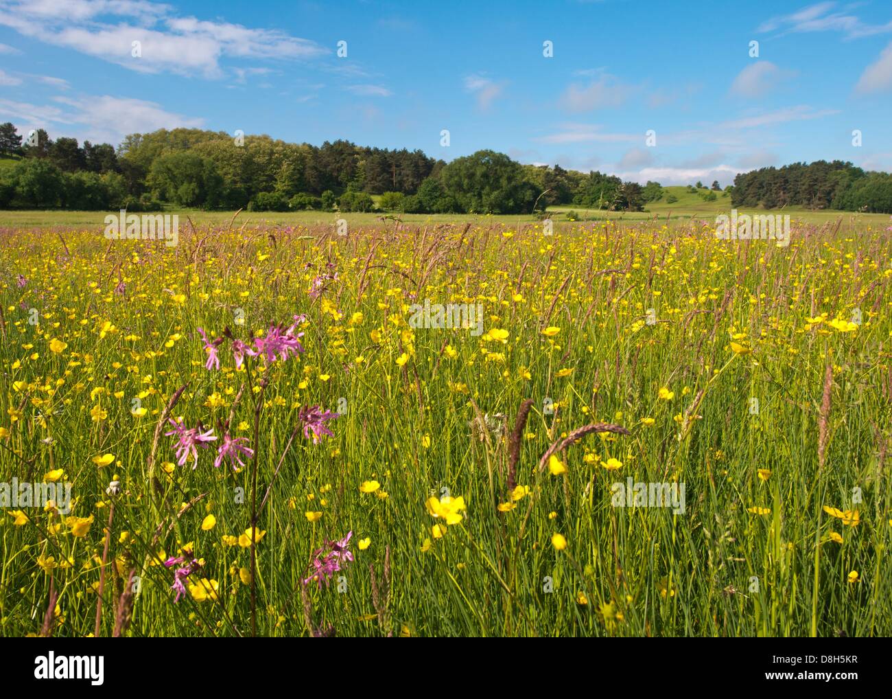 A flourishing meadow is seen near Mallnow, Germany, 29 May 2013. Photo ...