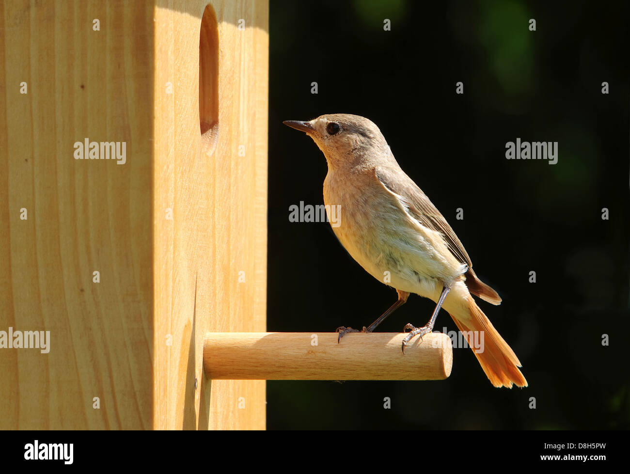 Redstart nest box hi-res stock photography and images - Alamy