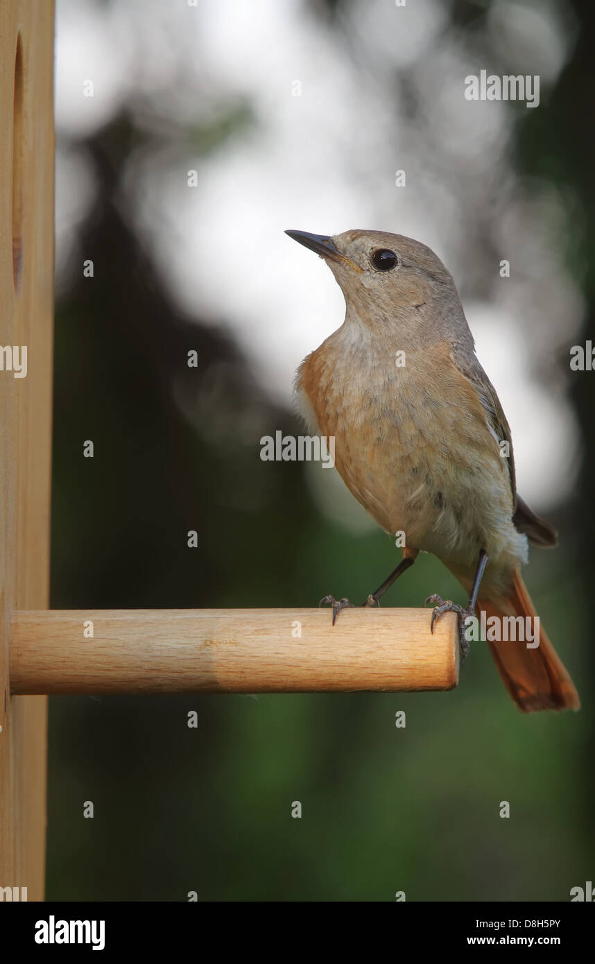 Redstart nest box hi-res stock photography and images - Alamy