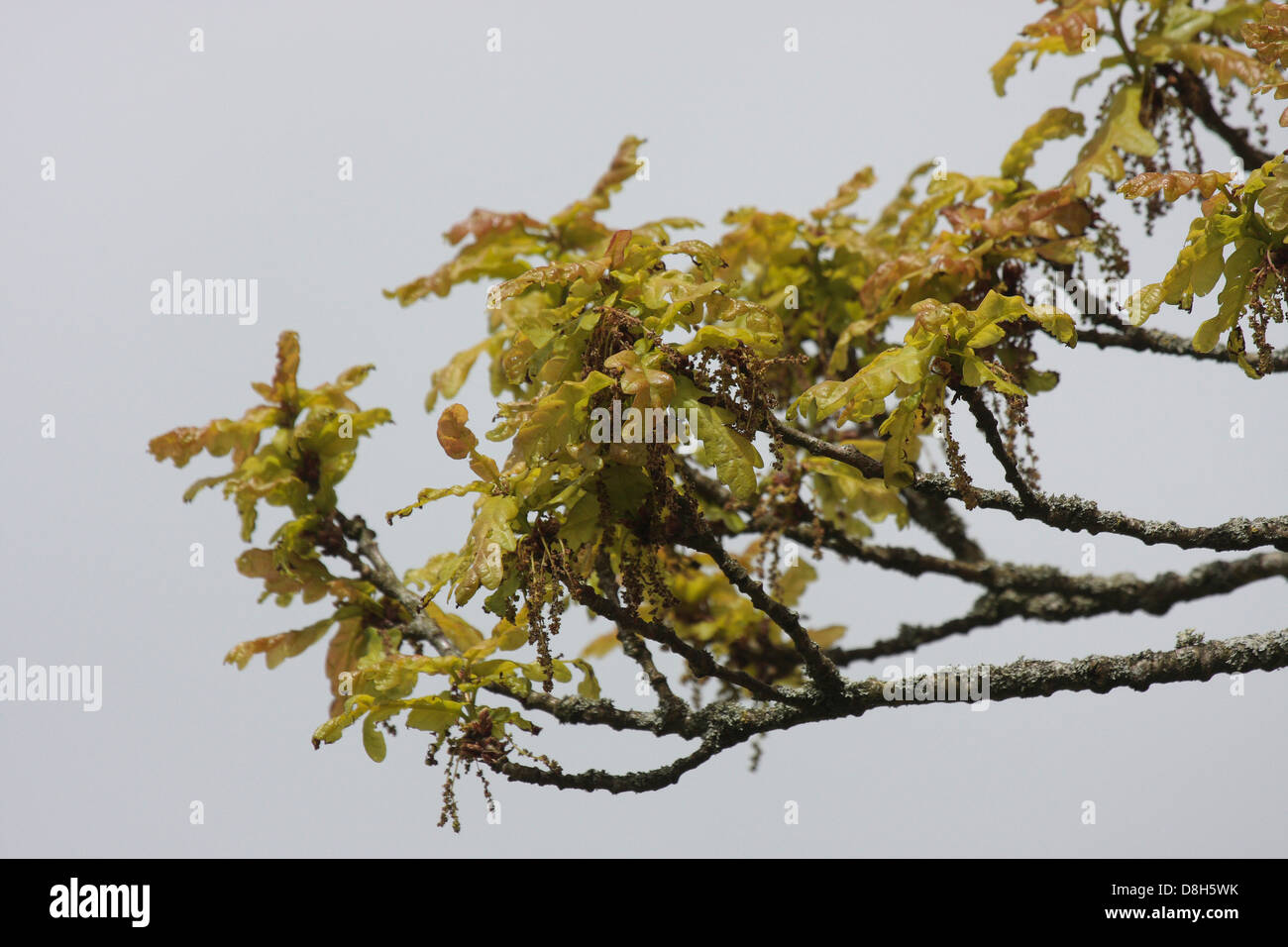 Oak Tree leaves Stock Photo: 56926175 - Alamy