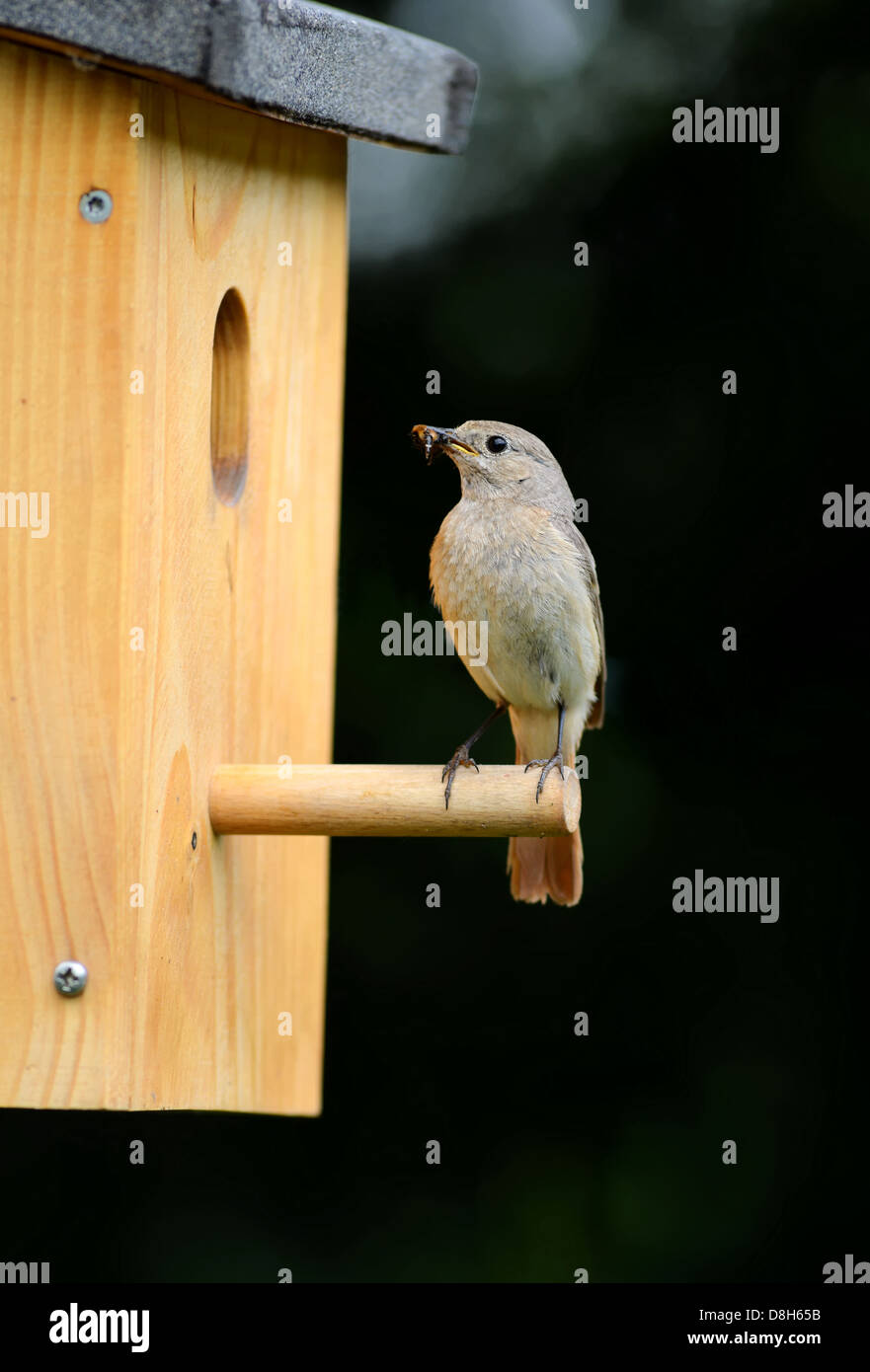 Redstart nest box hi-res stock photography and images - Alamy