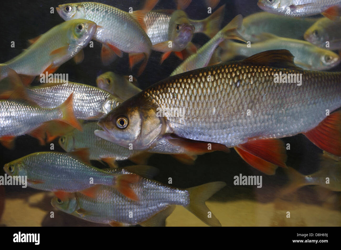 Common rudds hi-res stock photography and images - Alamy