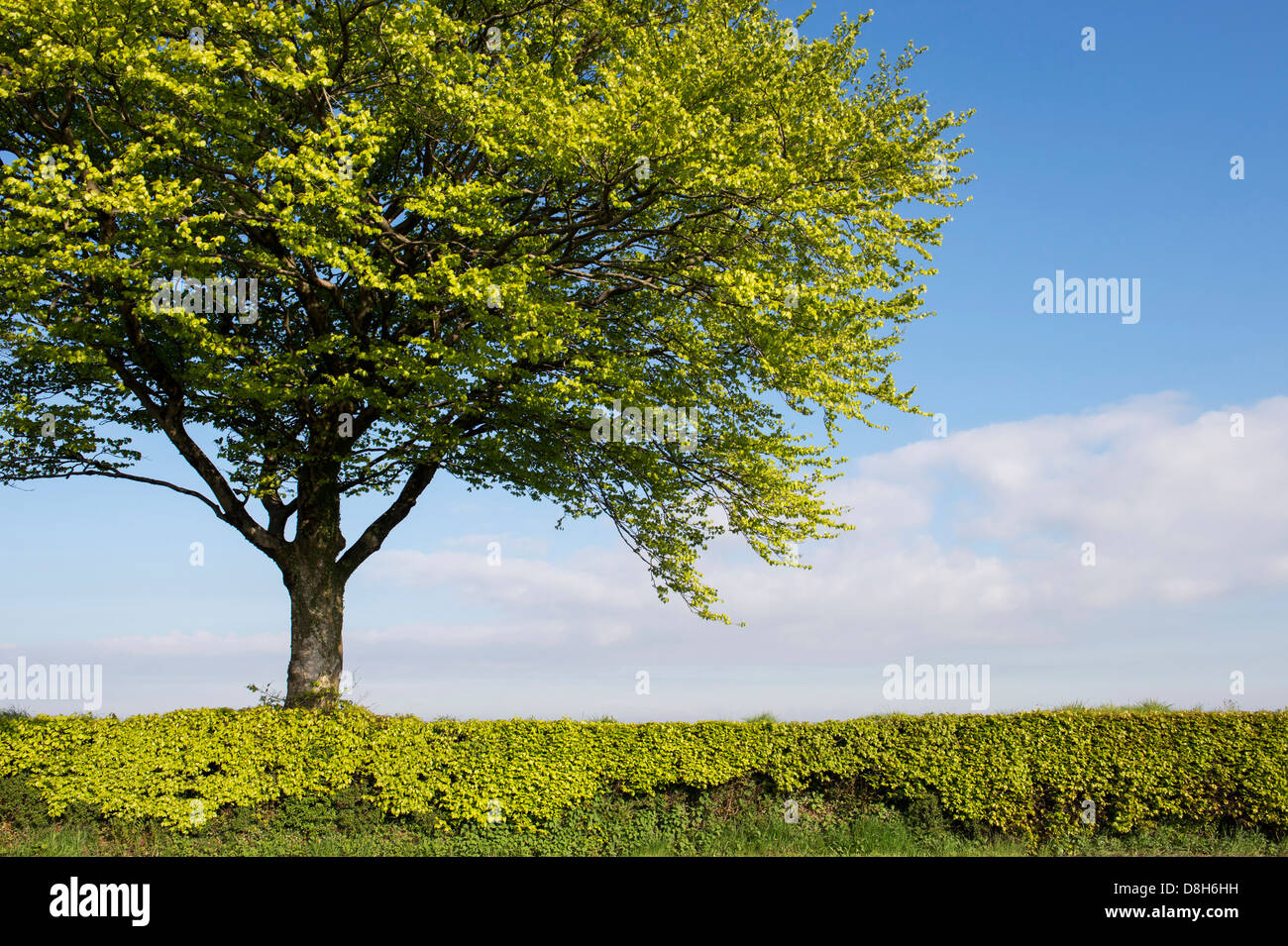 Hornbeam trees along a Devon road Stock Photo - Alamy
