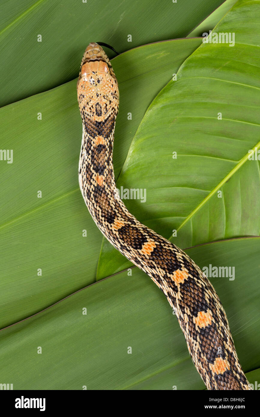 Top view of snakes hi-res stock photography and images - Alamy