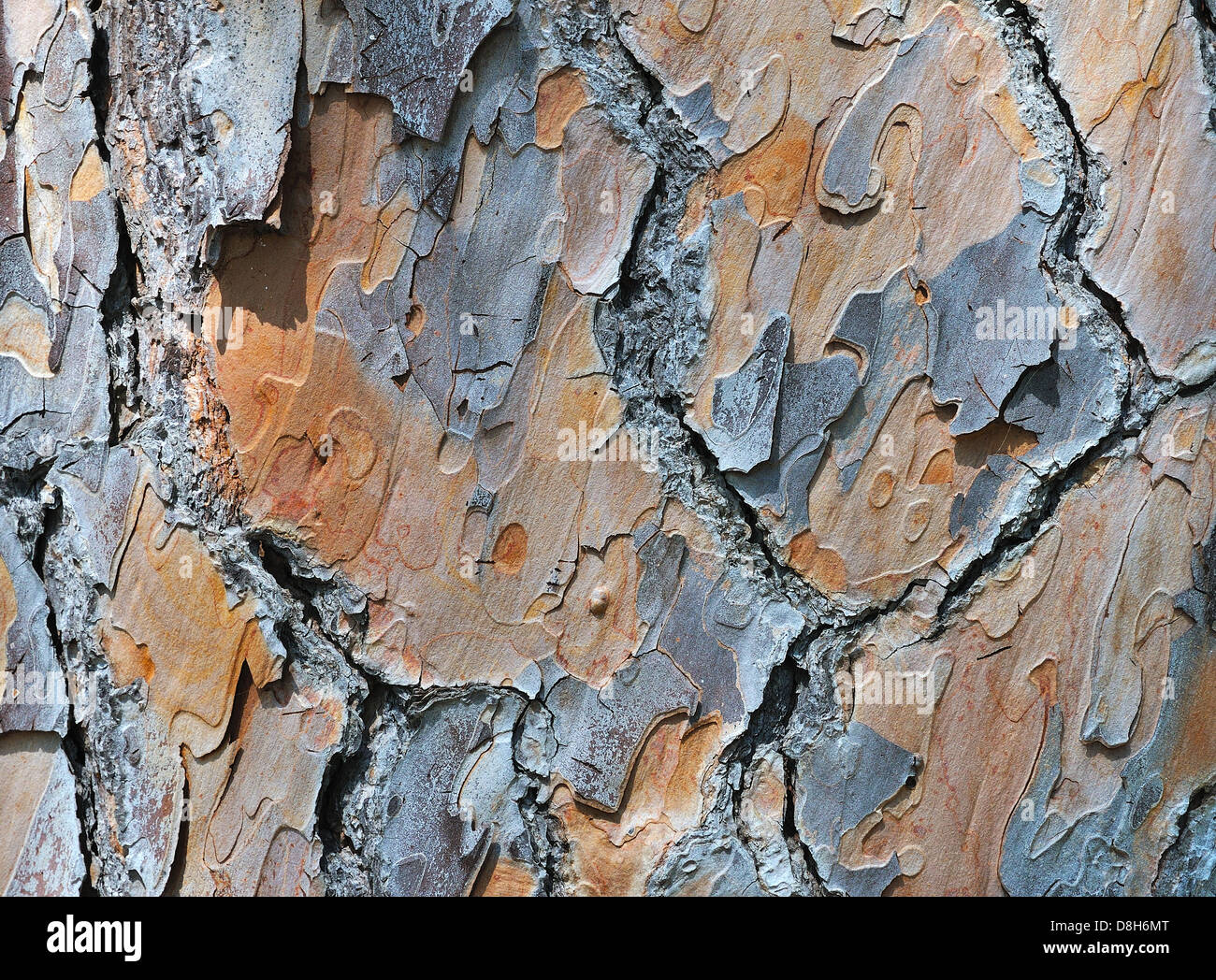 Old pine bark Stock Photo - Alamy