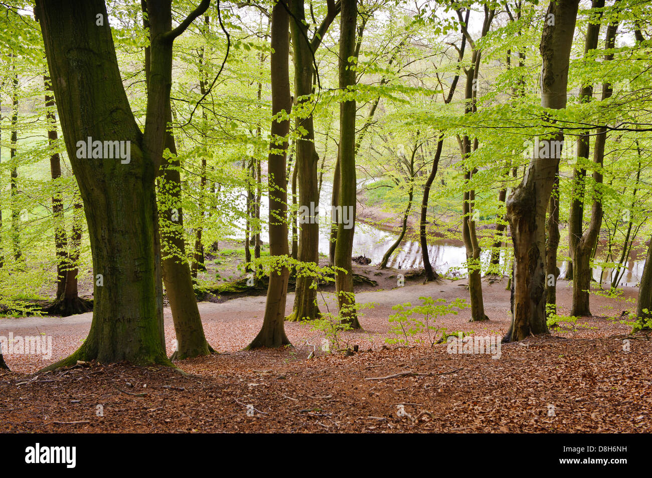 beech forest in spring at hunte river, lower saxony, germany, fagus ...