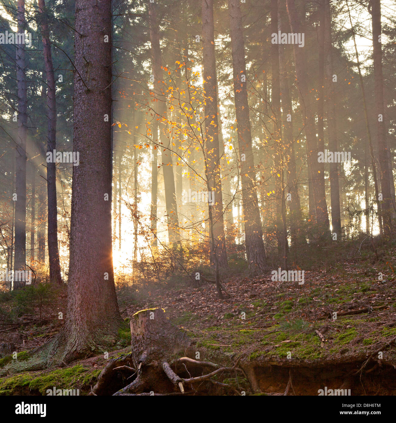 Forest in the backlight Stock Photo - Alamy