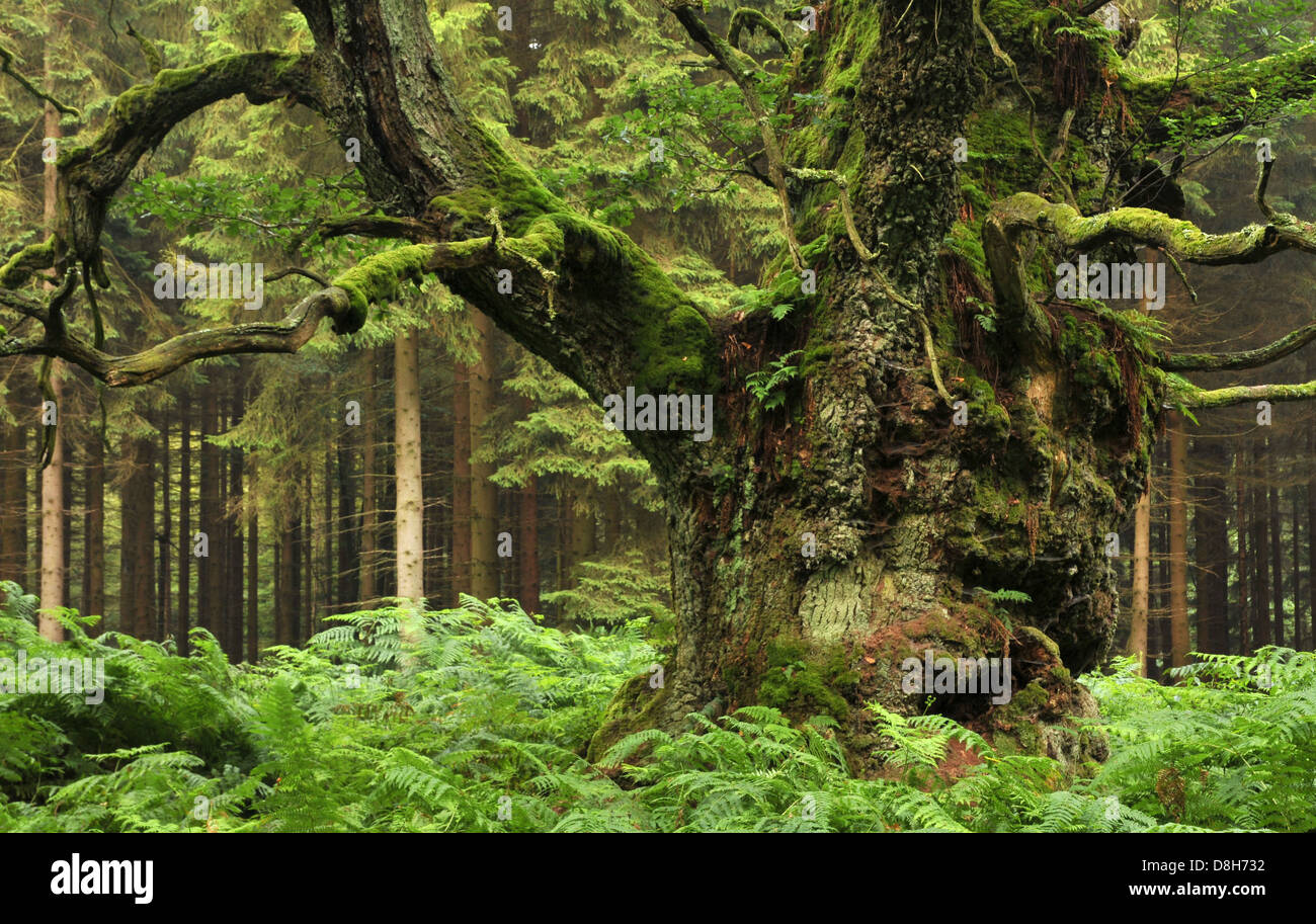 Baumstamm morsch hi-res stock photography and images - Alamy