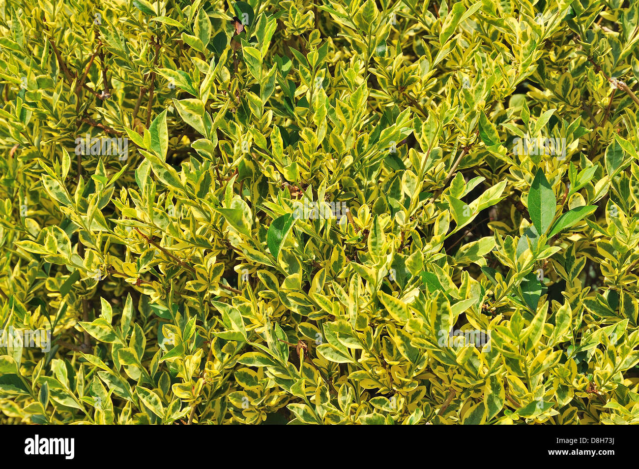 Bush canopy bush canopy hi-res stock photography and images - Alamy