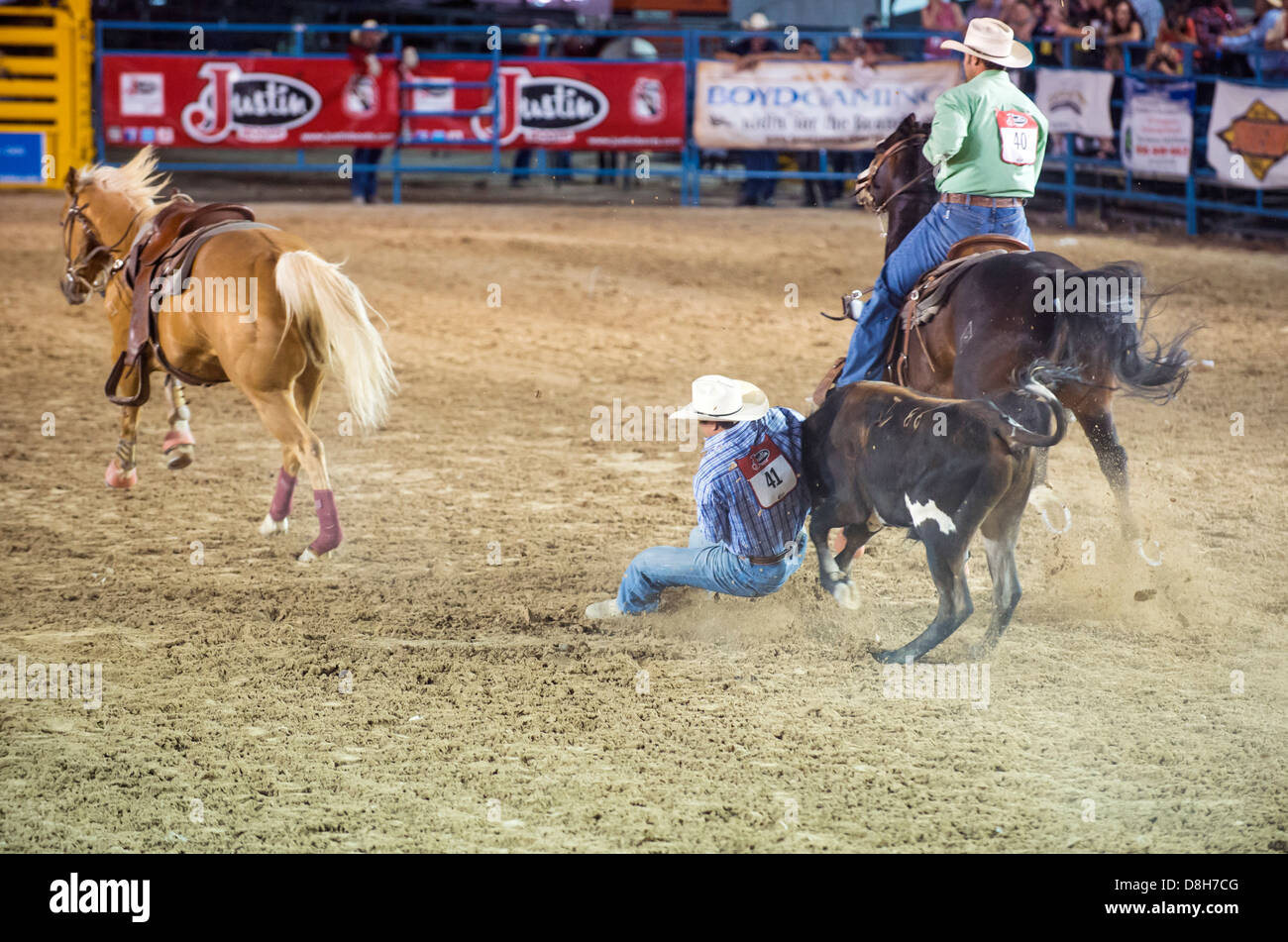 Cowboys Participant in a Steer wrestling Competition at the Helldorado ...