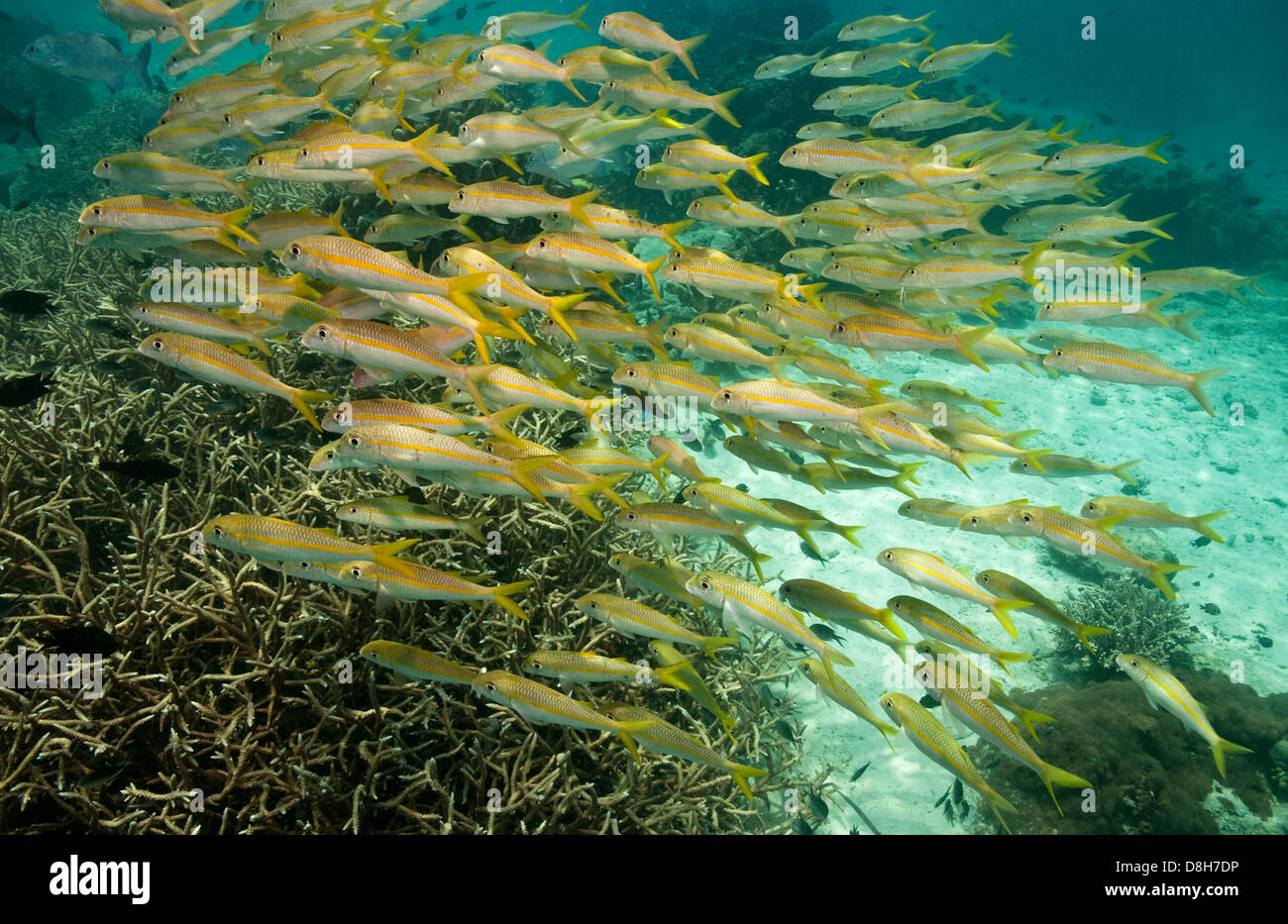 Mullet school hi-res stock photography and images - Alamy