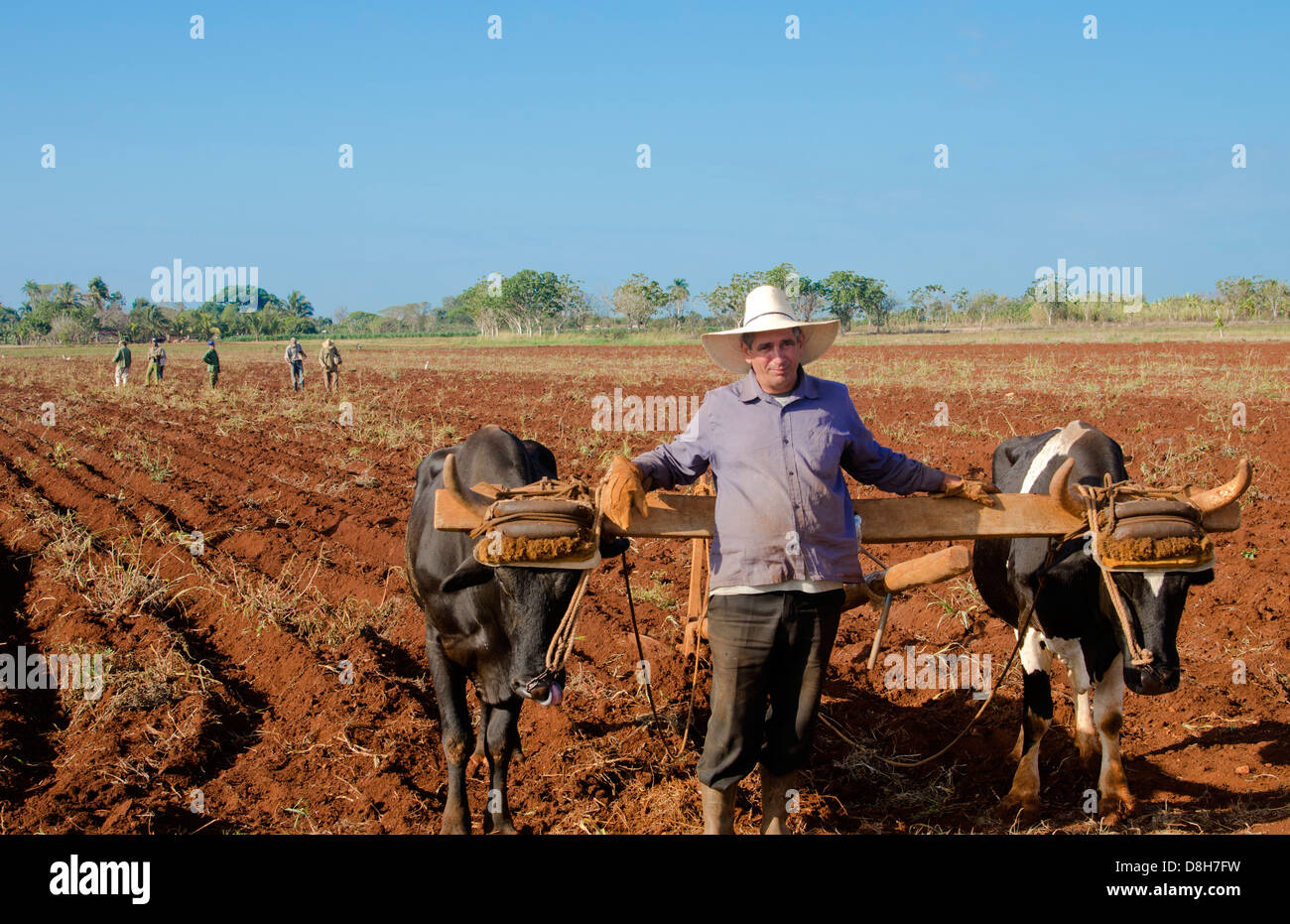 Trinidad Cuba farmer with traditional plow with oxen in rich Cuban soil ...