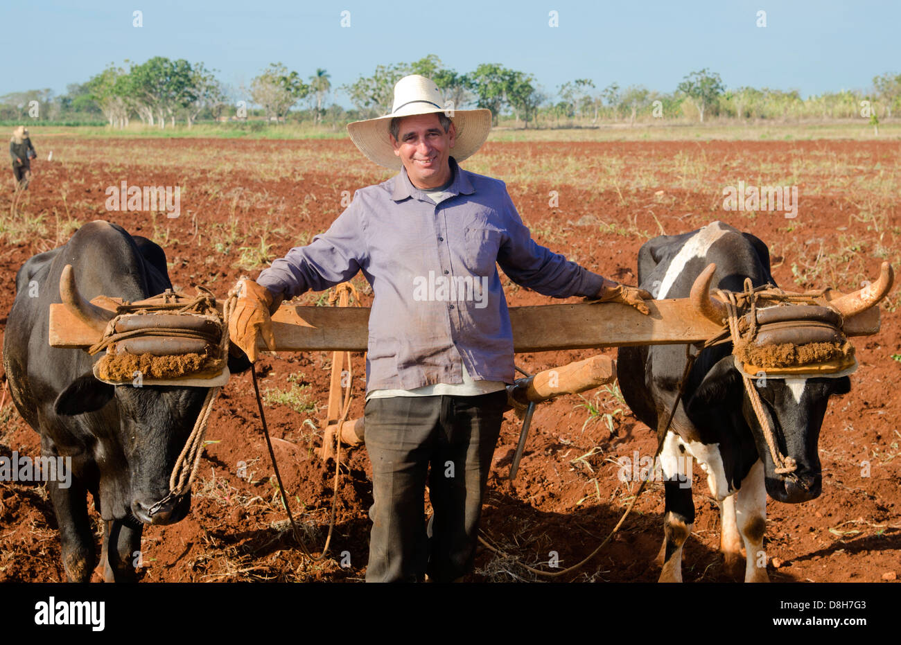 Trinidad Cuba farmer with traditional plow with oxen in rich Cuban soil ...