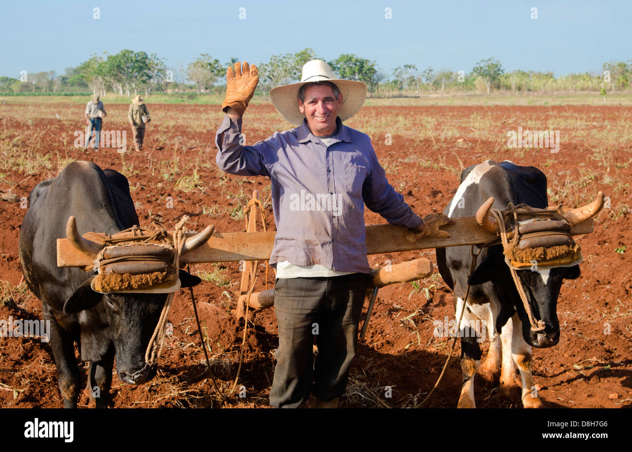 Trinidad Cuba farmer with traditional plow with oxen in rich Cuban soil ...