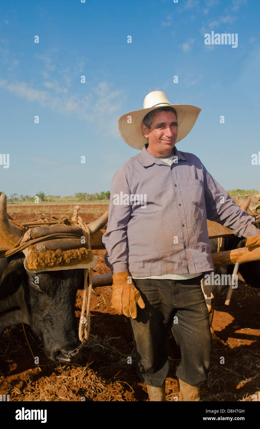 Trinidad Cuba farmer with traditional plow with oxen in rich Cuban soil ...