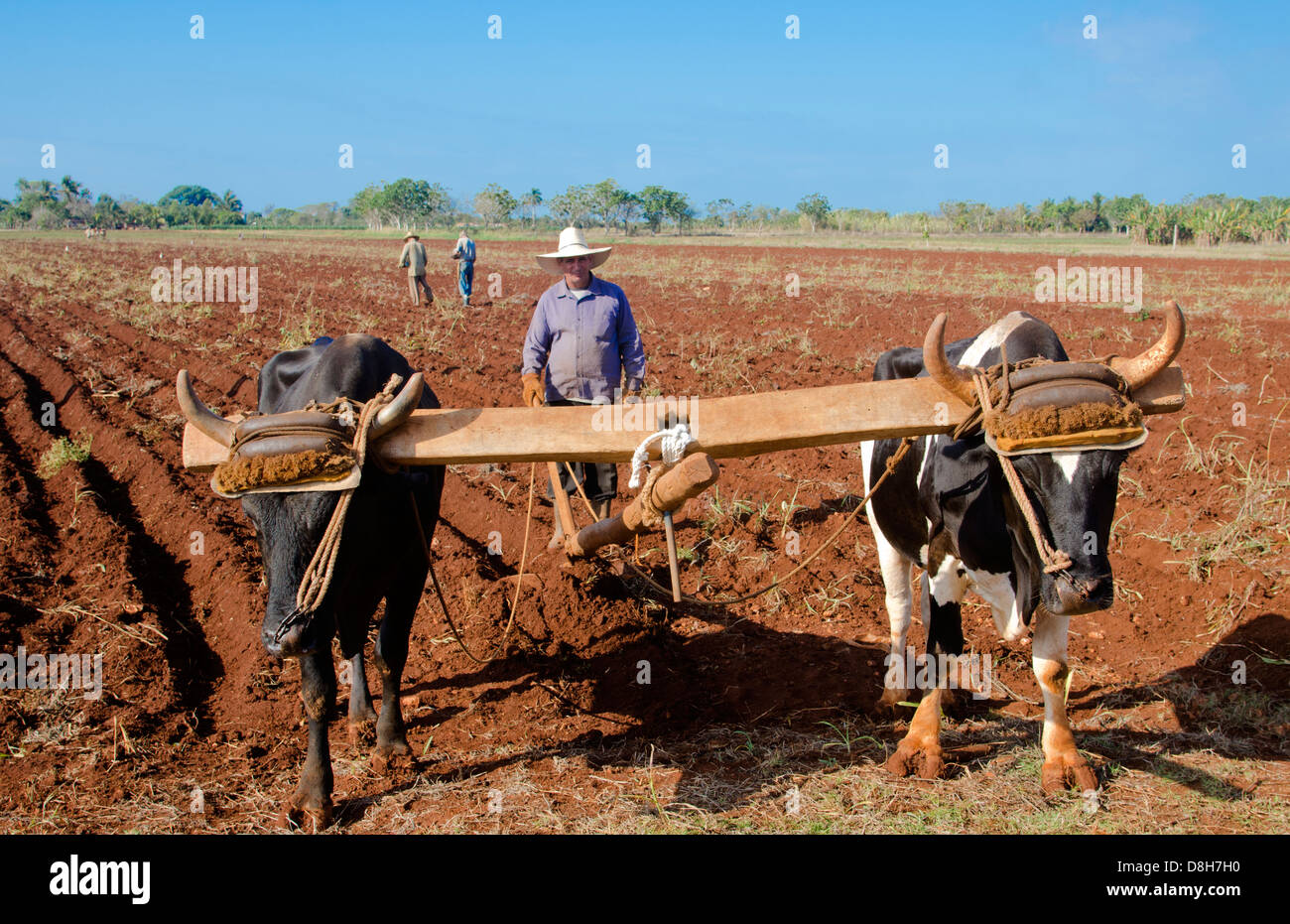 Trinidad Cuba farmer with traditional plow with oxen in rich Cuban soil ...