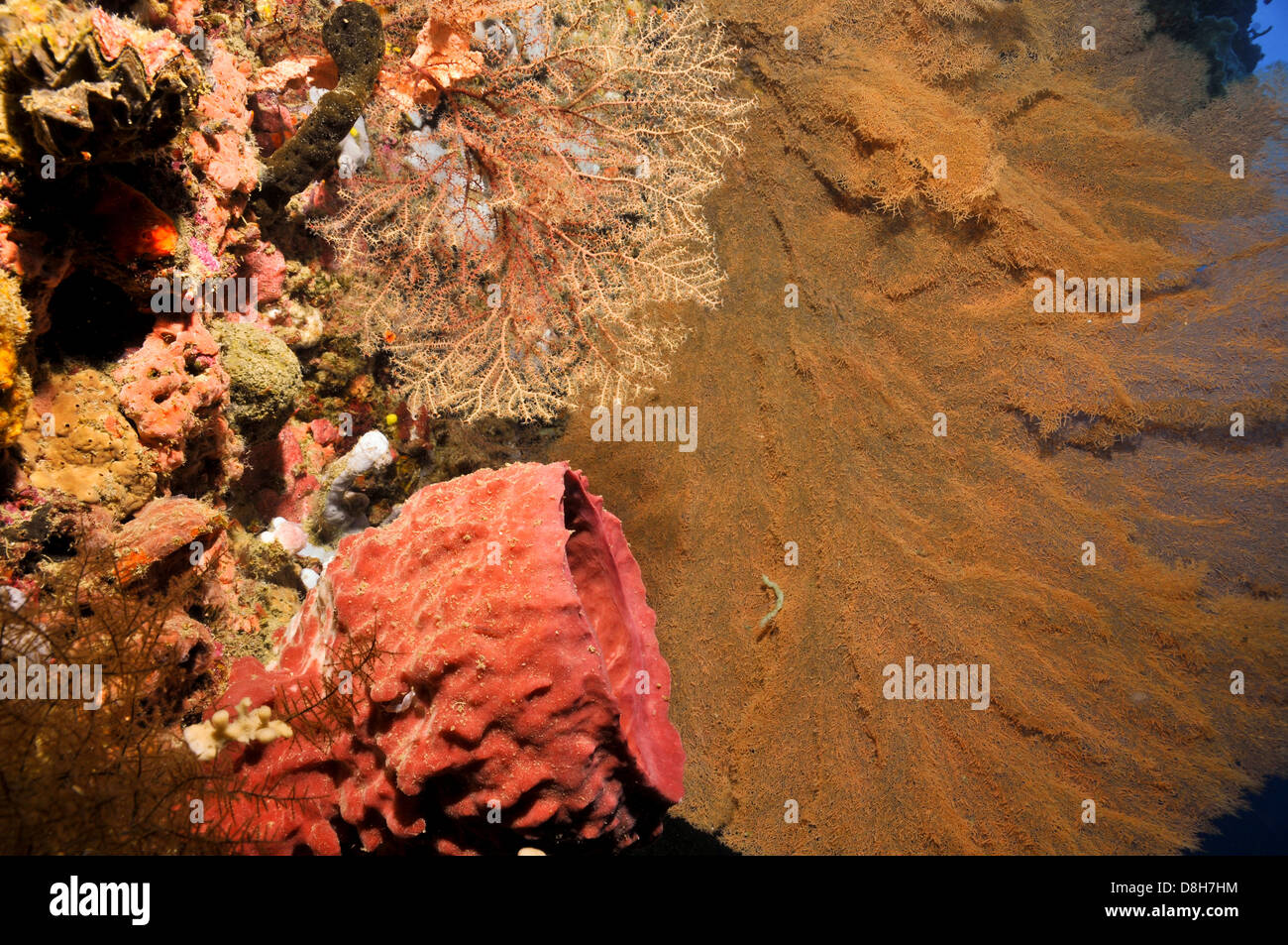 Underwater world hi-res stock photography and images - Alamy