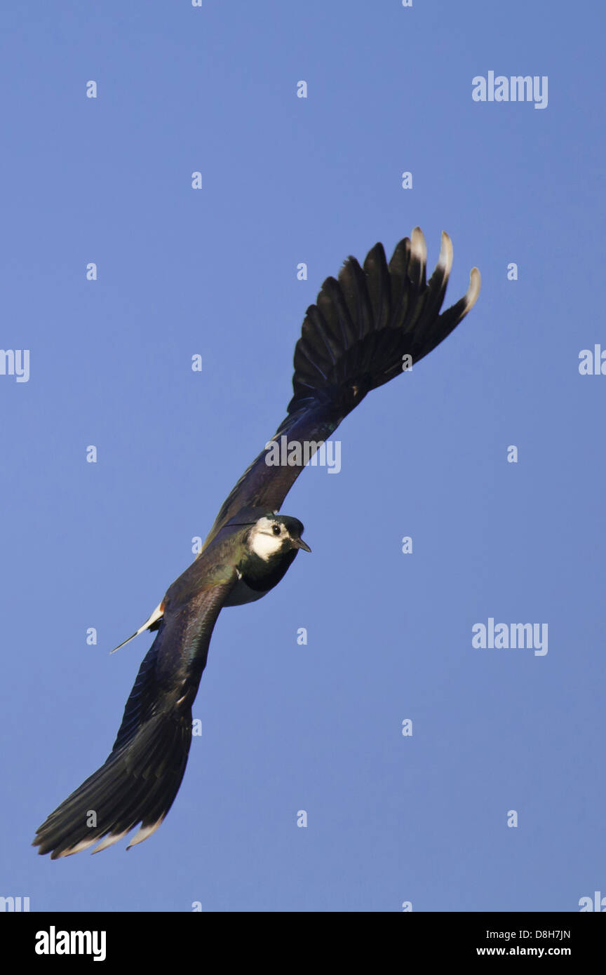 Vanellus hi-res stock photography and images - Alamy