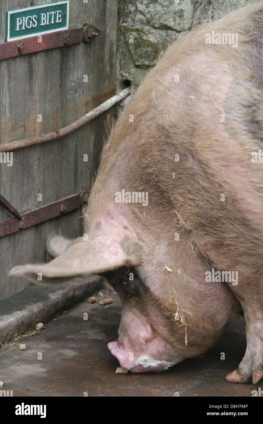 Guess the weight hi-res stock photography and images - Alamy