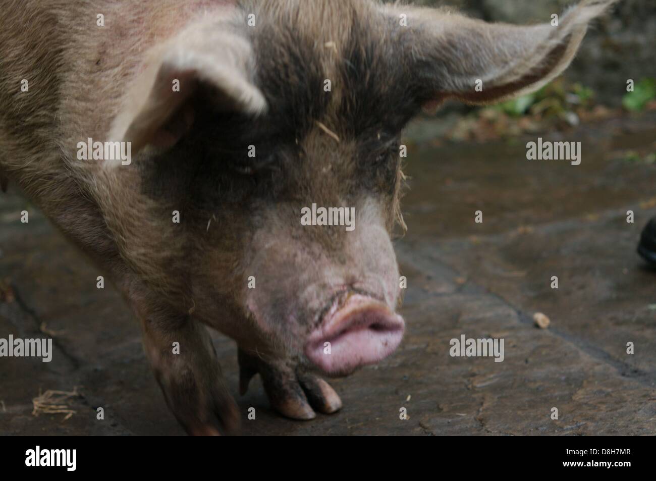 Guess the weight hi-res stock photography and images - Alamy